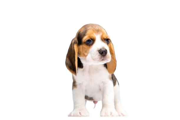 Filhote de Beagle em Curitiba