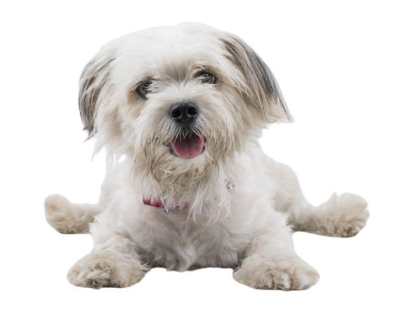 Filhote de Maltês em Curitiba - Wet Nose